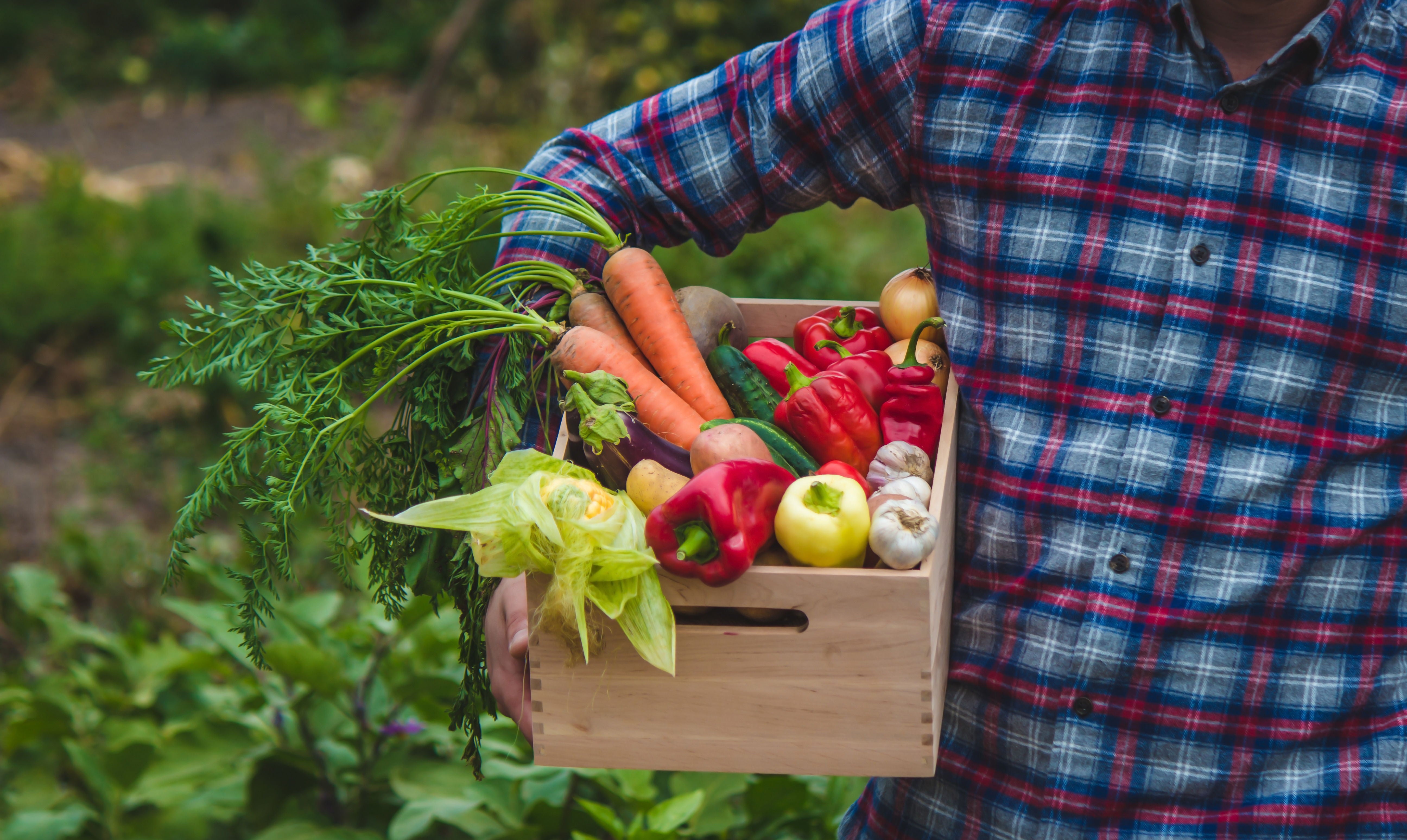Maximizing Your GIY Vertical Garden: The Advantages of Liquid Compost